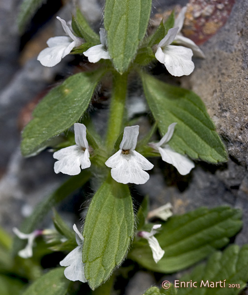 Labiatae: Sideritis romana - Flores Silvestres del Mediterráneo