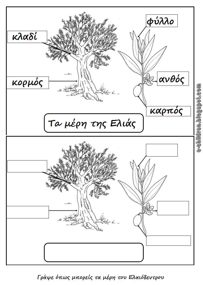 ΤΑ ΜΕΡΗ ΤΟΥ ΕΛΑΙΟΔΕΝΤΡΟΥ ~ Los Niños