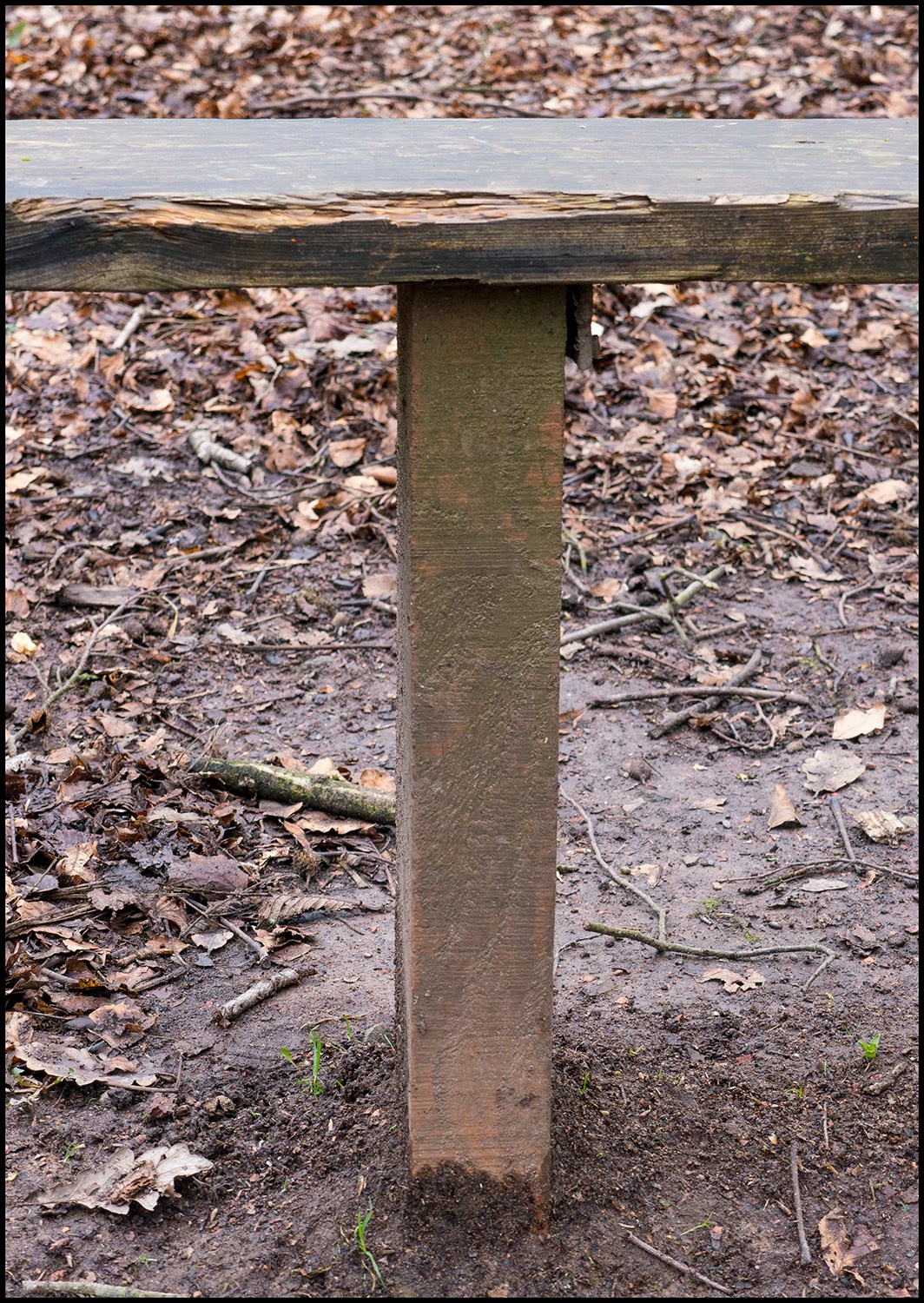 Digital Images: Nature's Alphabet