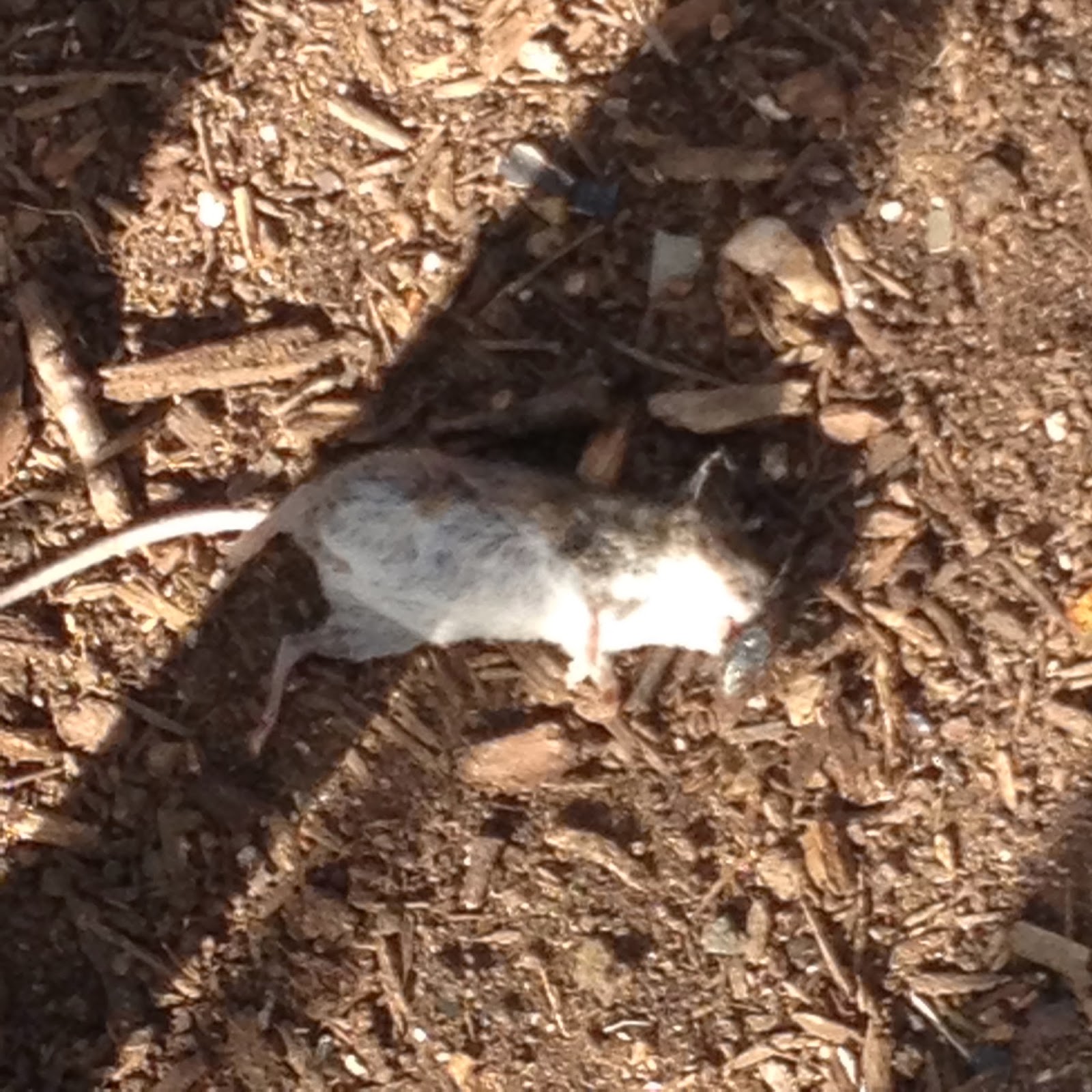 Eeek a Mouse! ~ alex andria mom