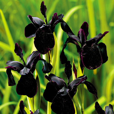 No viviendo en un mundo vivo: The Black Iris