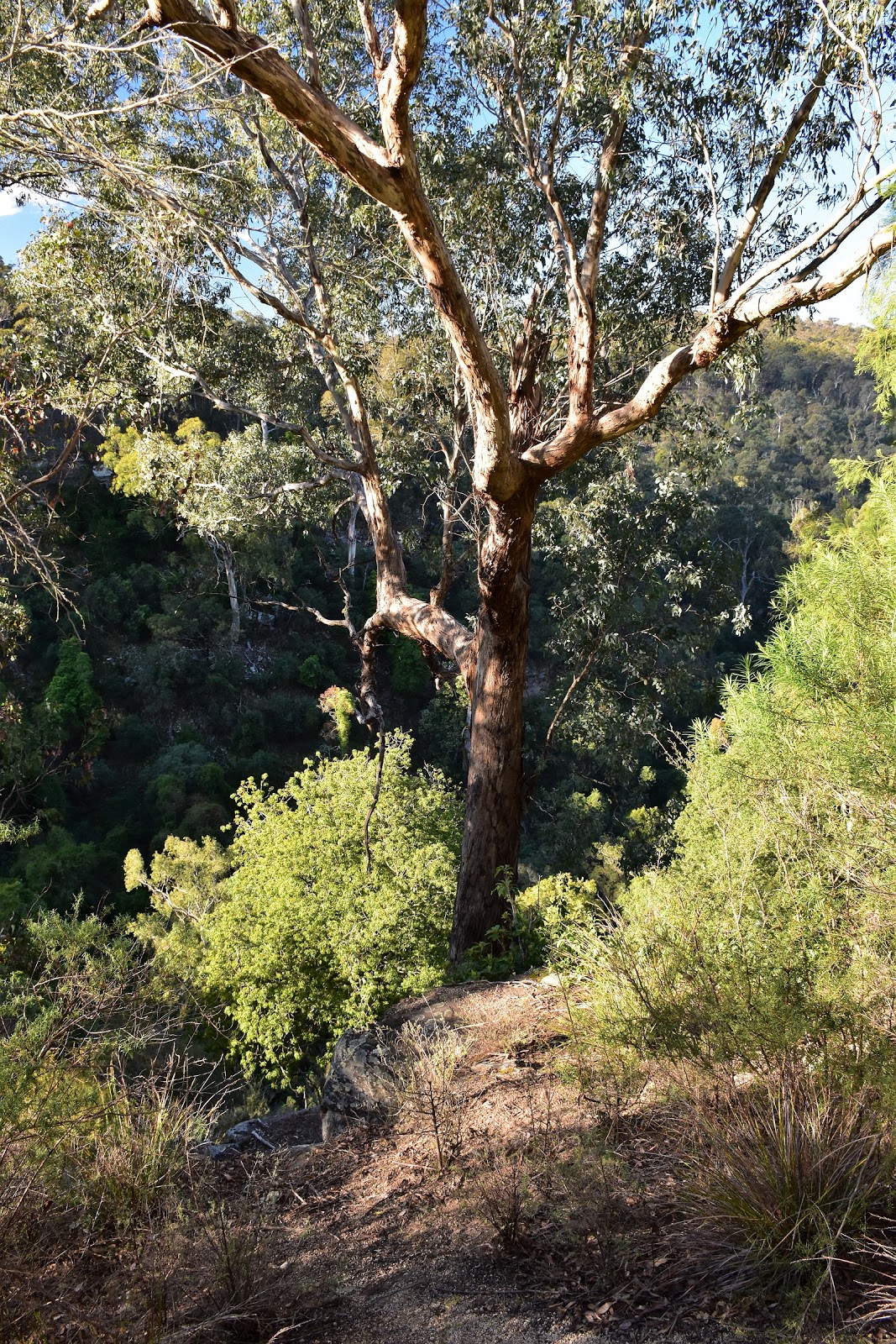Goin' Feral One Day At A Time: Den of Nargun, Mitchell River National ...
