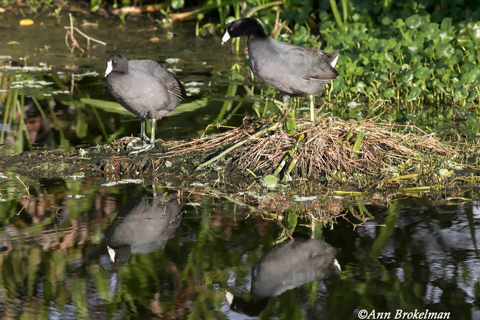 Ann Brokelman Photography: American Coots - Florida