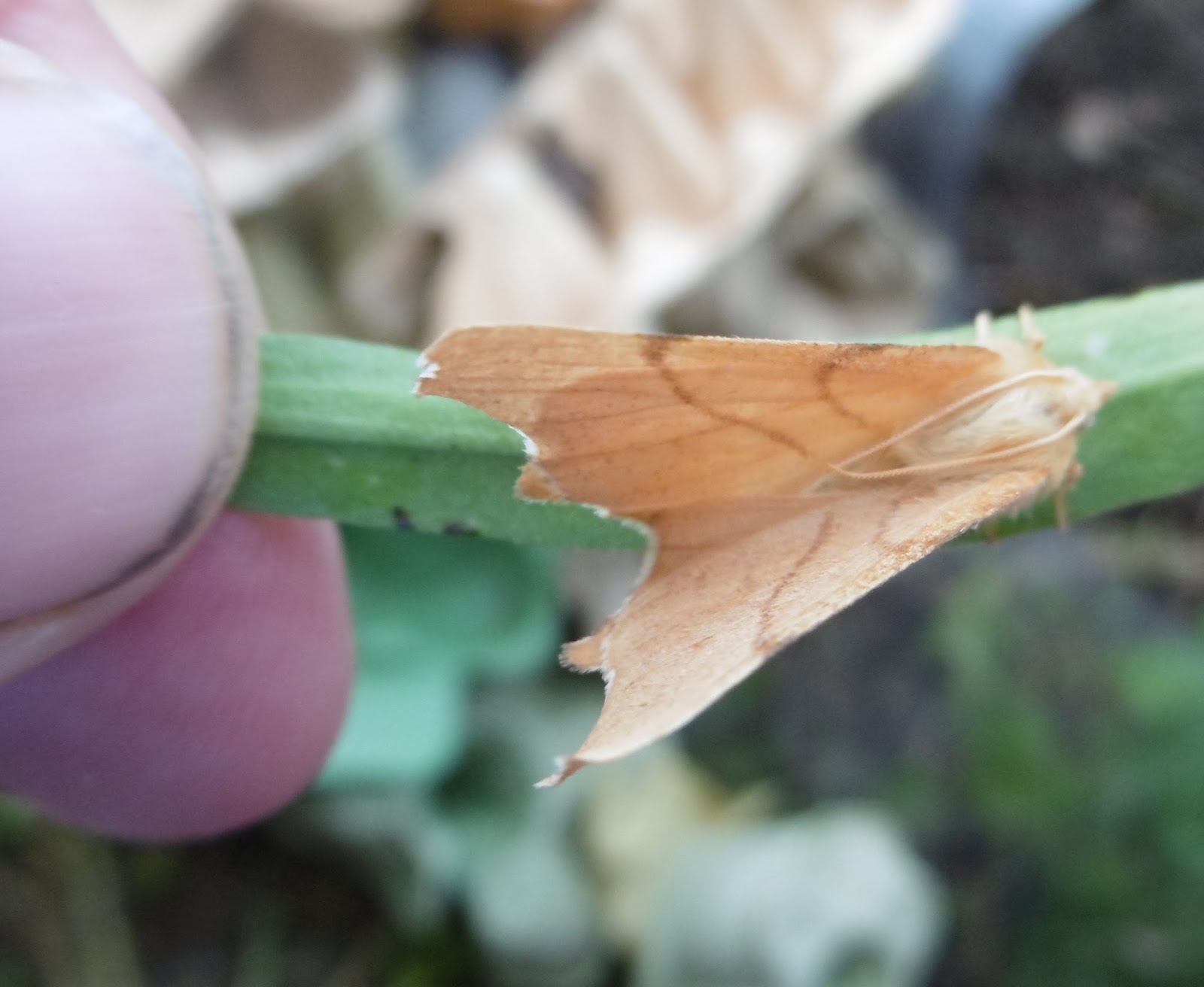 Martin's Moths: Chicken moth - and friends