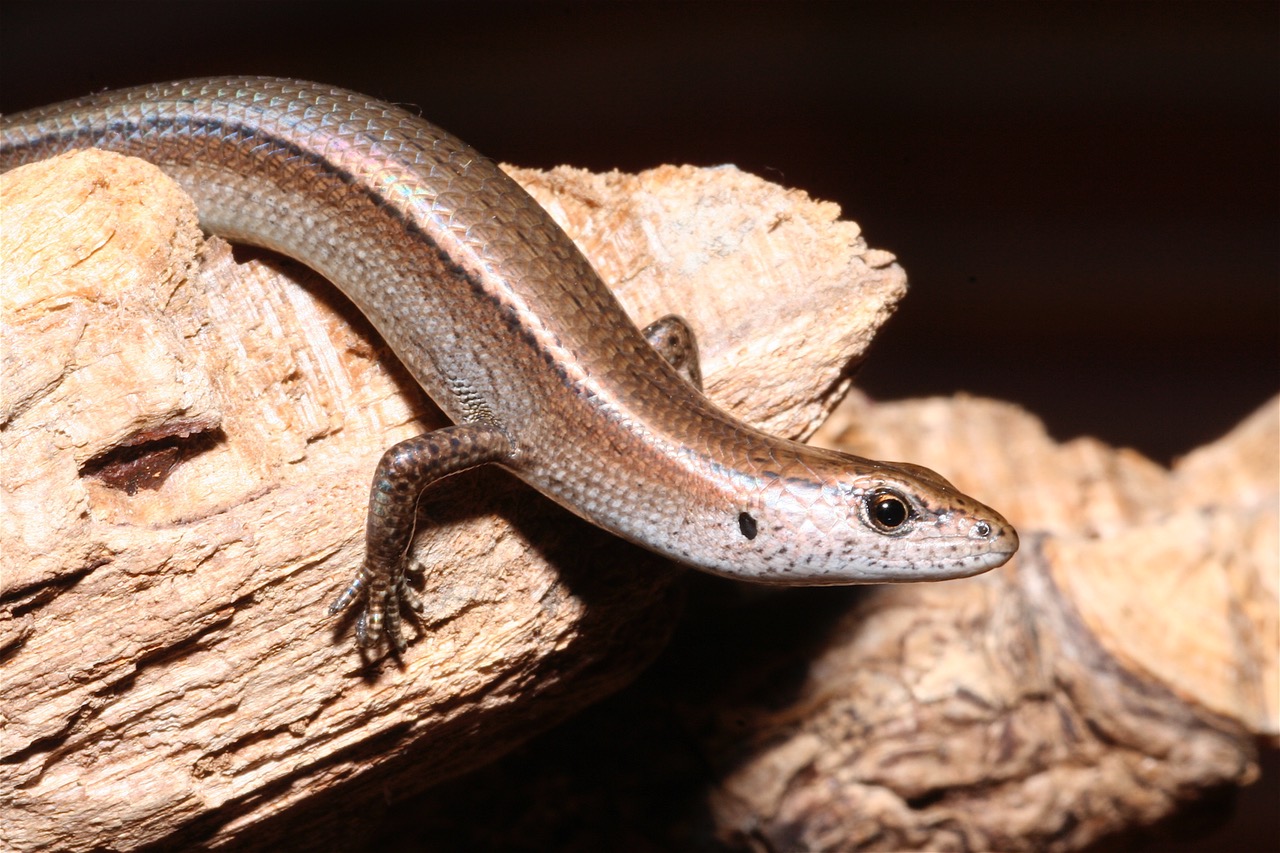 Local native reptiles | Growing Illawarra Natives