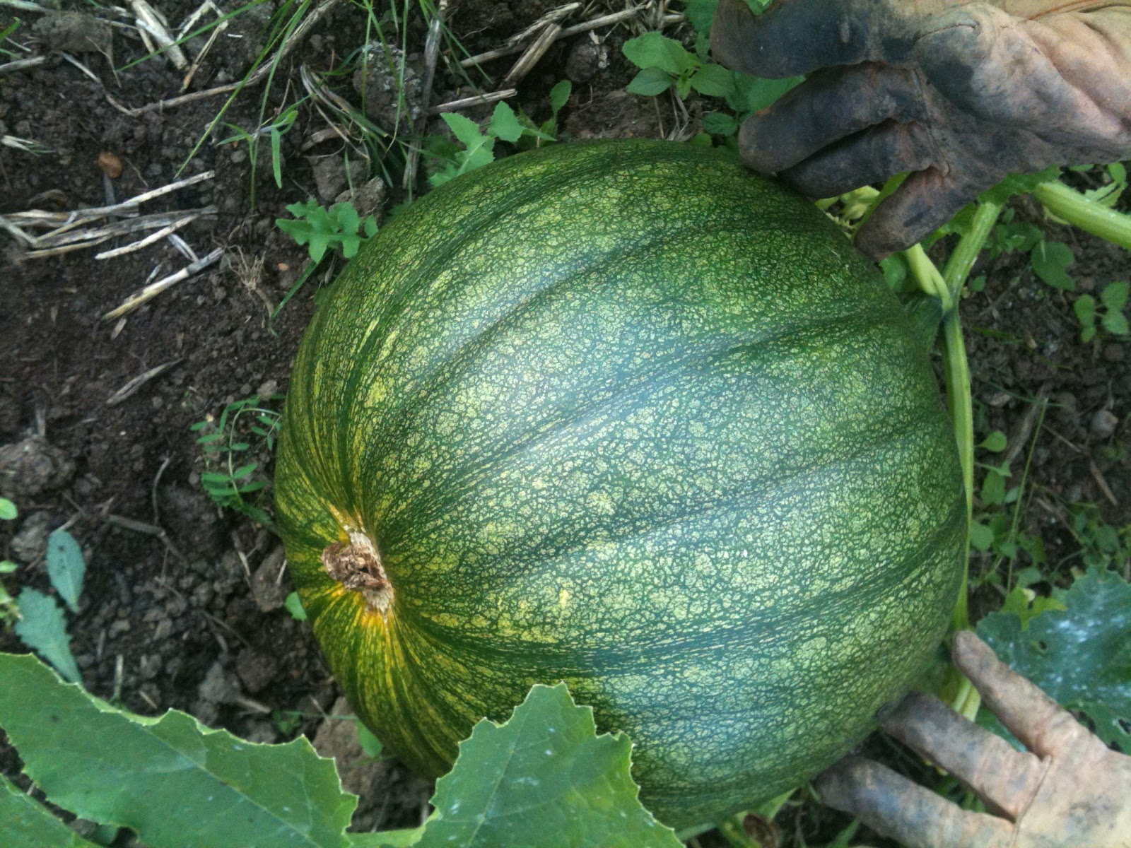 Fresh as a Daisy: Summer Crops and Harvesting: In Pictures