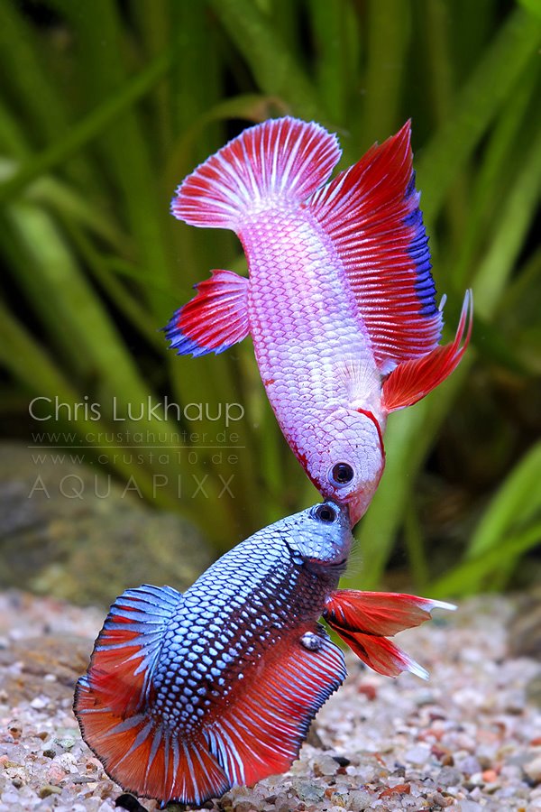Betta Splendens: Les plus belles photos de bettas: Avril 2013