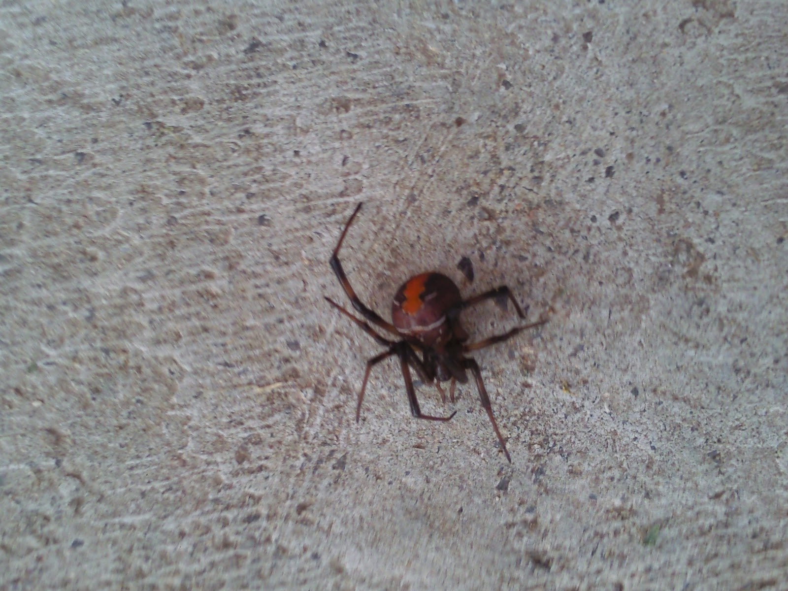 View Know Do: Photograph of a Red Back Spider