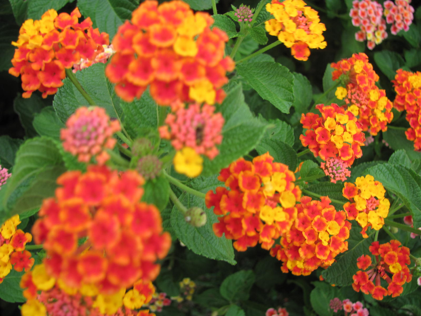 Clicks - Verdes: Lantana Camara vulgo.....Cambará-de-cheiro