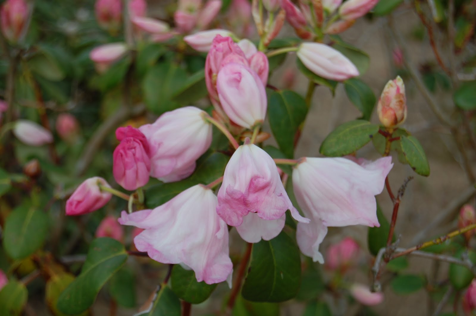 ARBORETUM ADELINE: LES FLORAISONS DU PRINTEMPS A L'ARBORETUM ADELINE