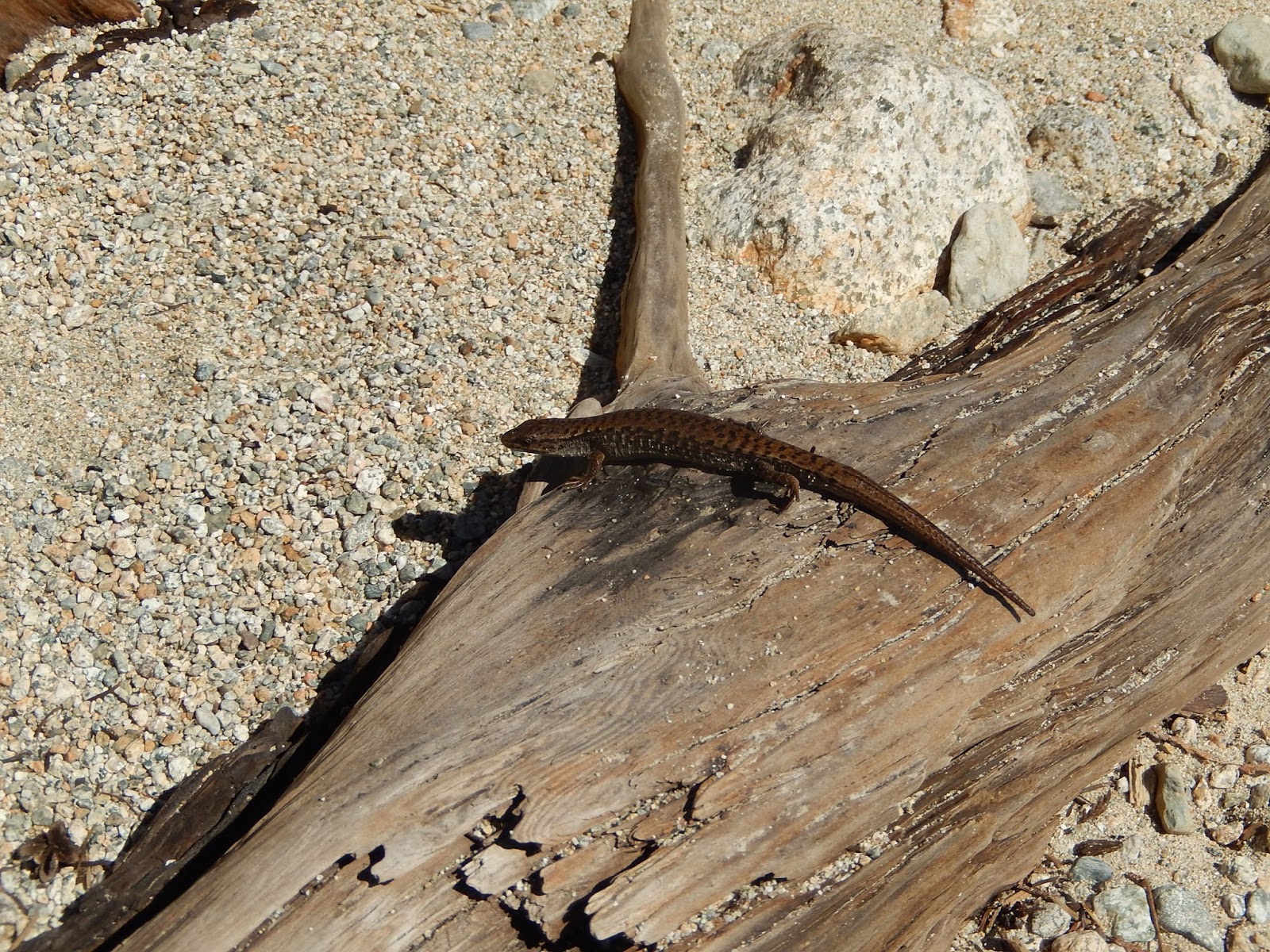 Powell River Books Blog: Coastal BC Animals: Western Alligator Lizard