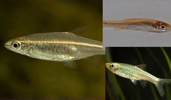 1001 manfaat ikan wader bagi kesehatan yang harus di ketahui