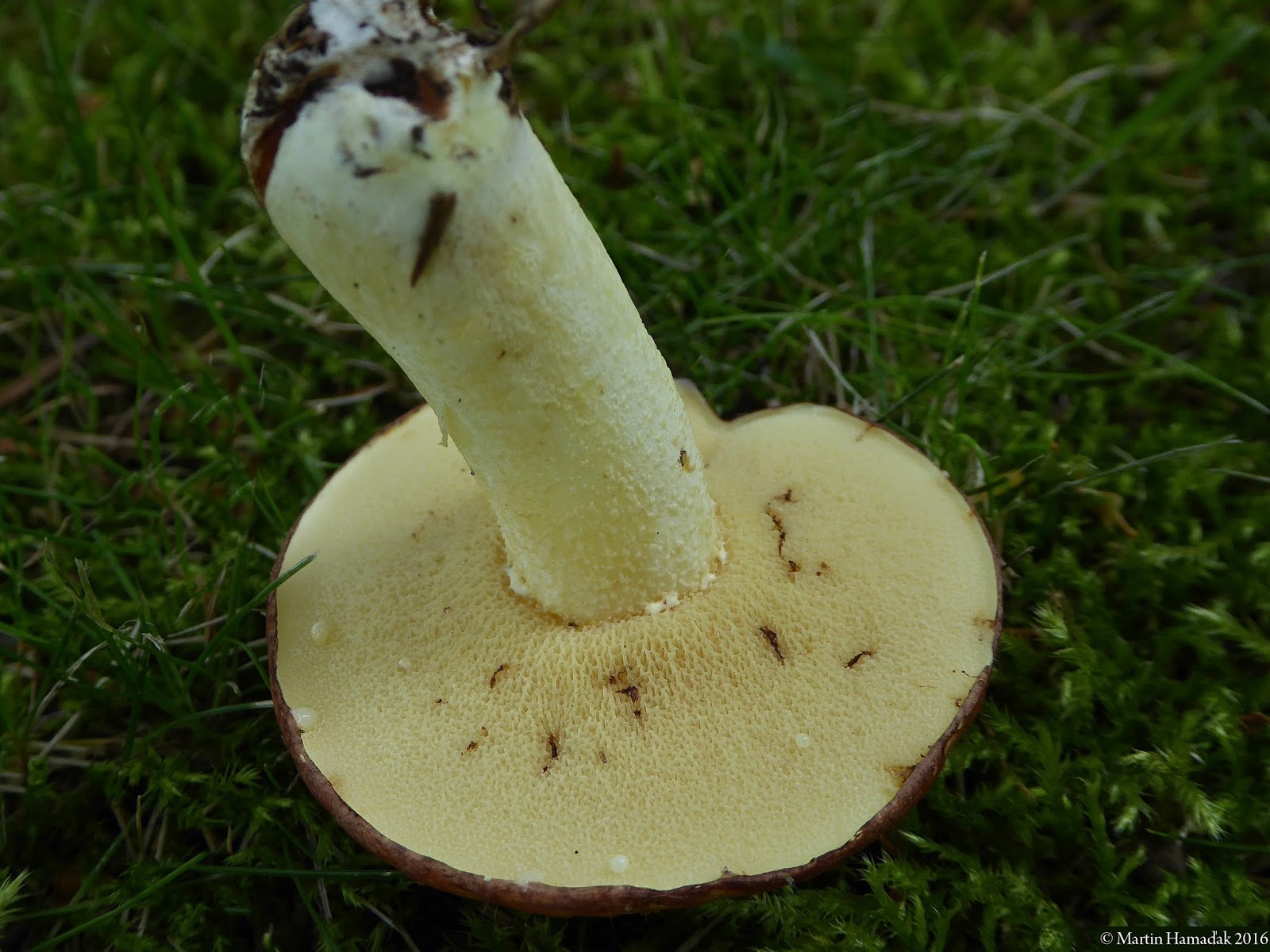 Martin Hamadak - Fotogalerie: Klouzek obecný - Suillus luteus