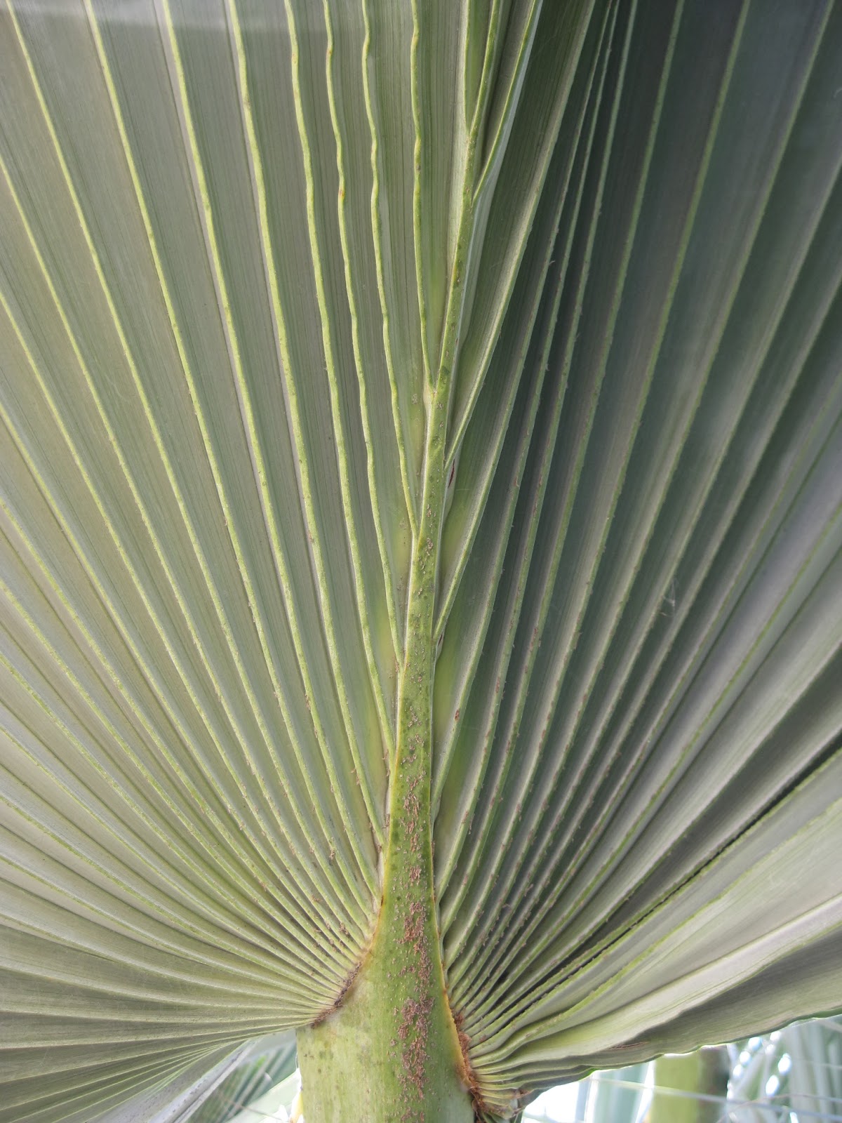 Trees of Santa Cruz County: Brahea armata - Blue Hesper Palm