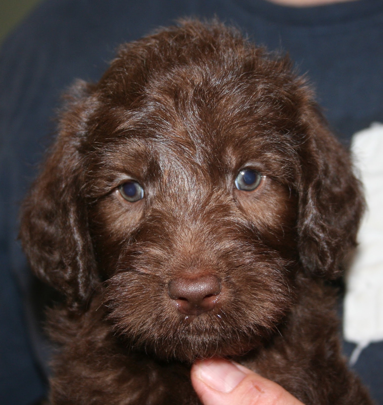 Dare to Dream Labradoodles - Peek Into Our World: Lola's puppies...
