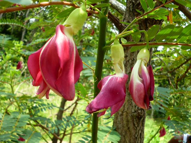 Hummingbird Tree - Ratu Katuru Murunga | SL Flora
