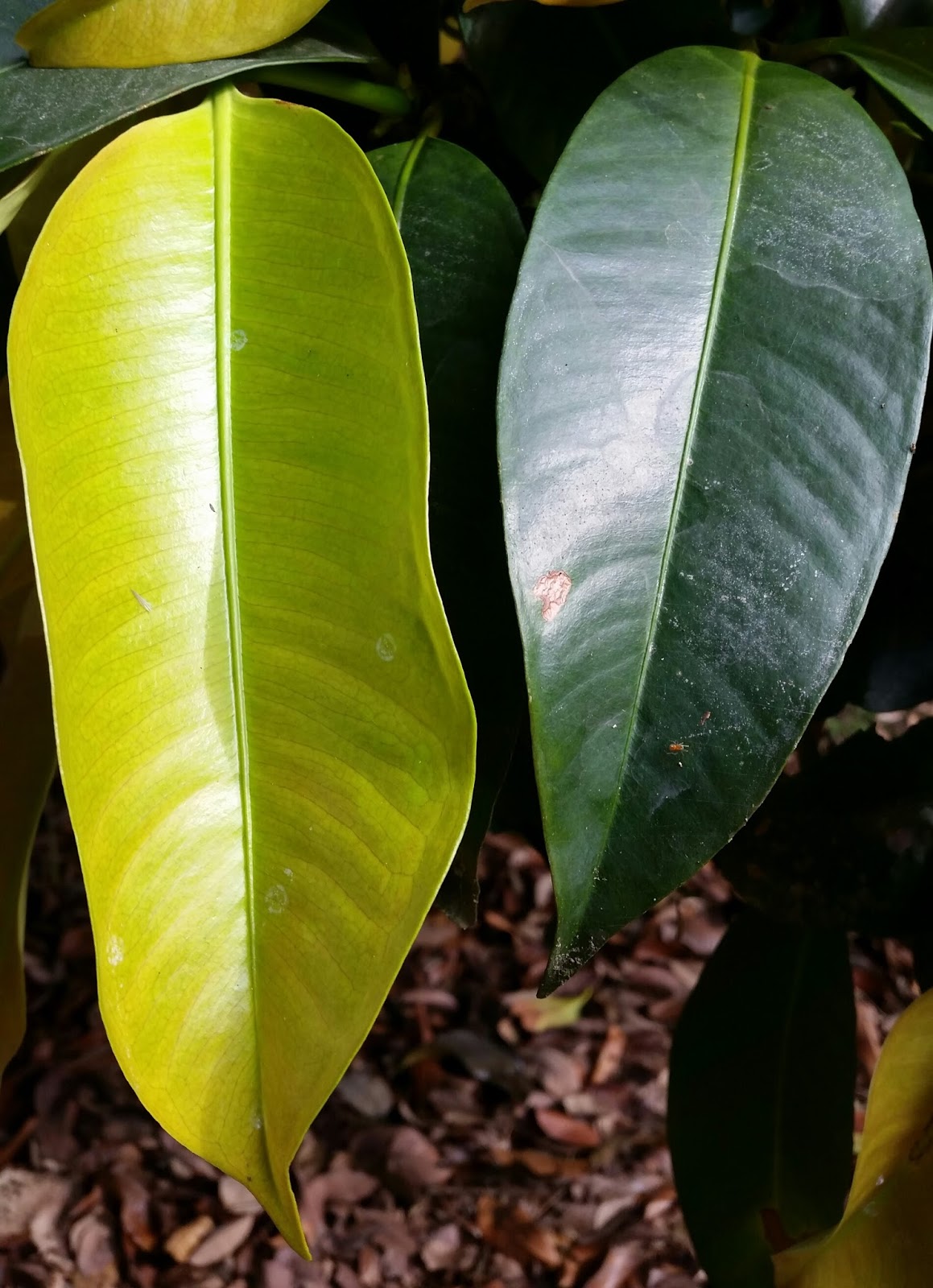 Warisan Petani: Tanaman Manggis.