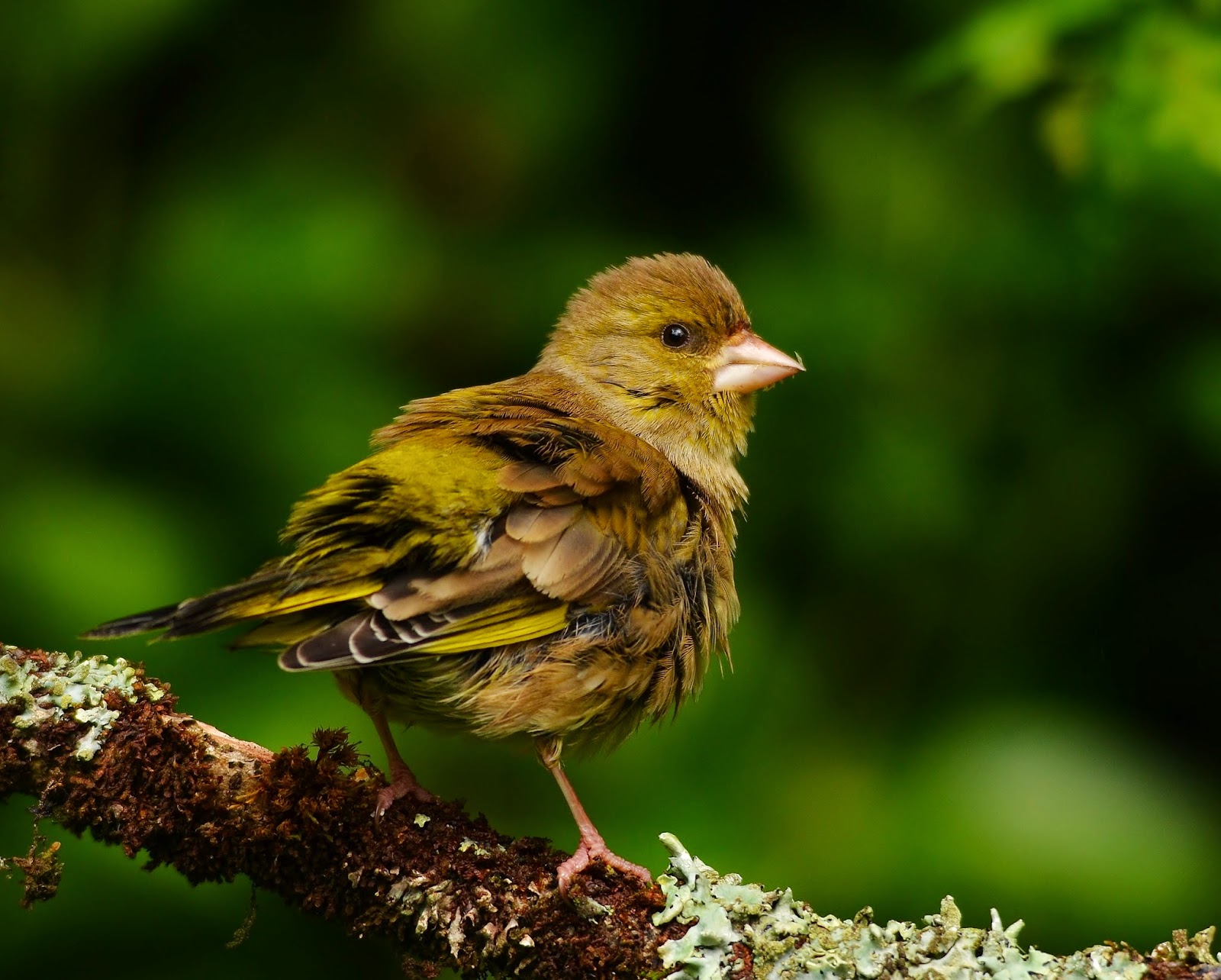 NI Bird Pics: James O'Neill - Greenfinch & Goldfinch