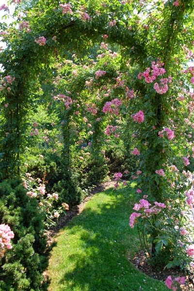 Tunnel of roses ~ Stunning nature