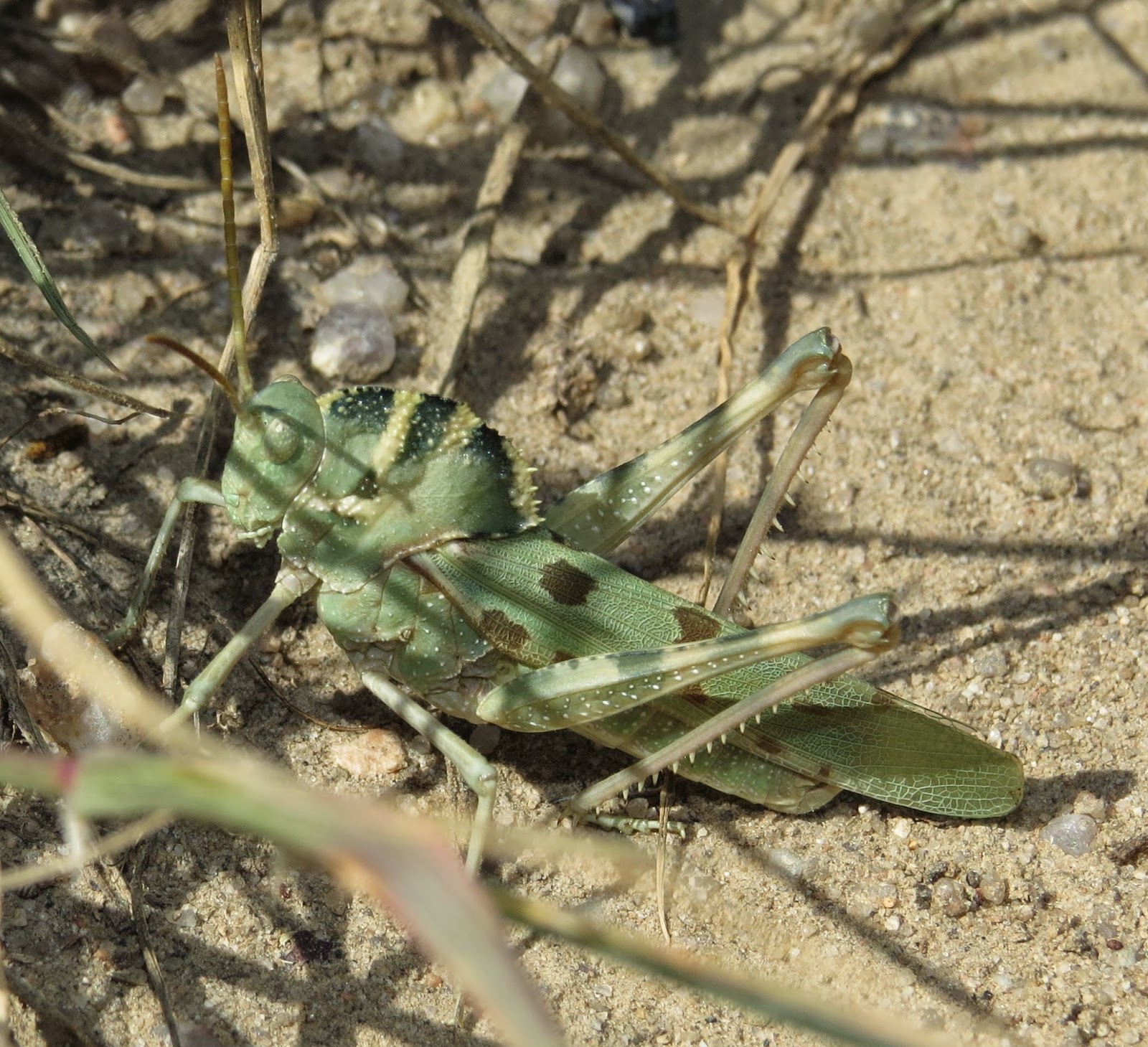 Bug Eric: Great Crested Grasshopper