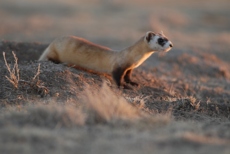 Black-Footed Ferret