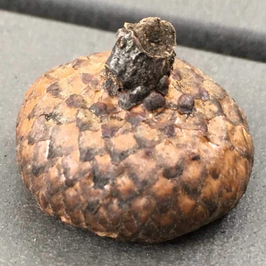 Daughter Number Three: An Acorn Cap