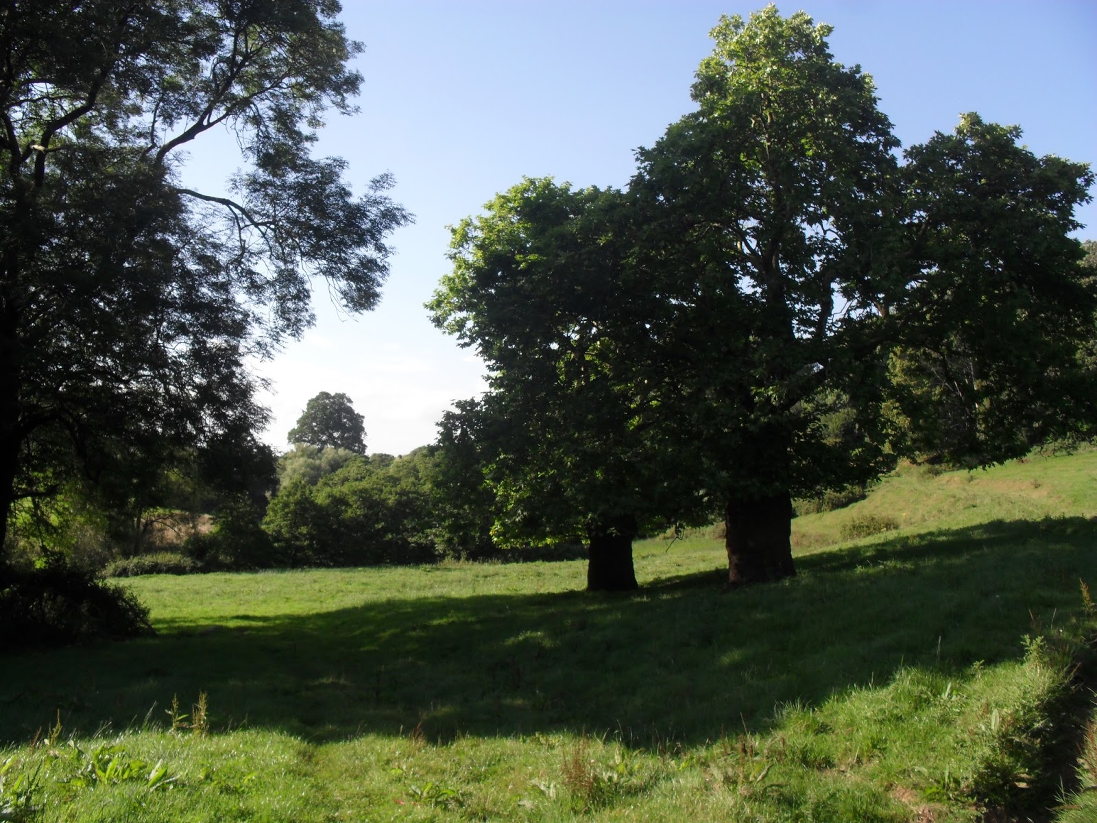 Parrett Trail and its pubs: Watergore to North Perrott