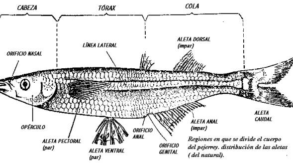 Info animales: PEJERREYES Y LISAS CARACTERÍSTICAS GENERALES