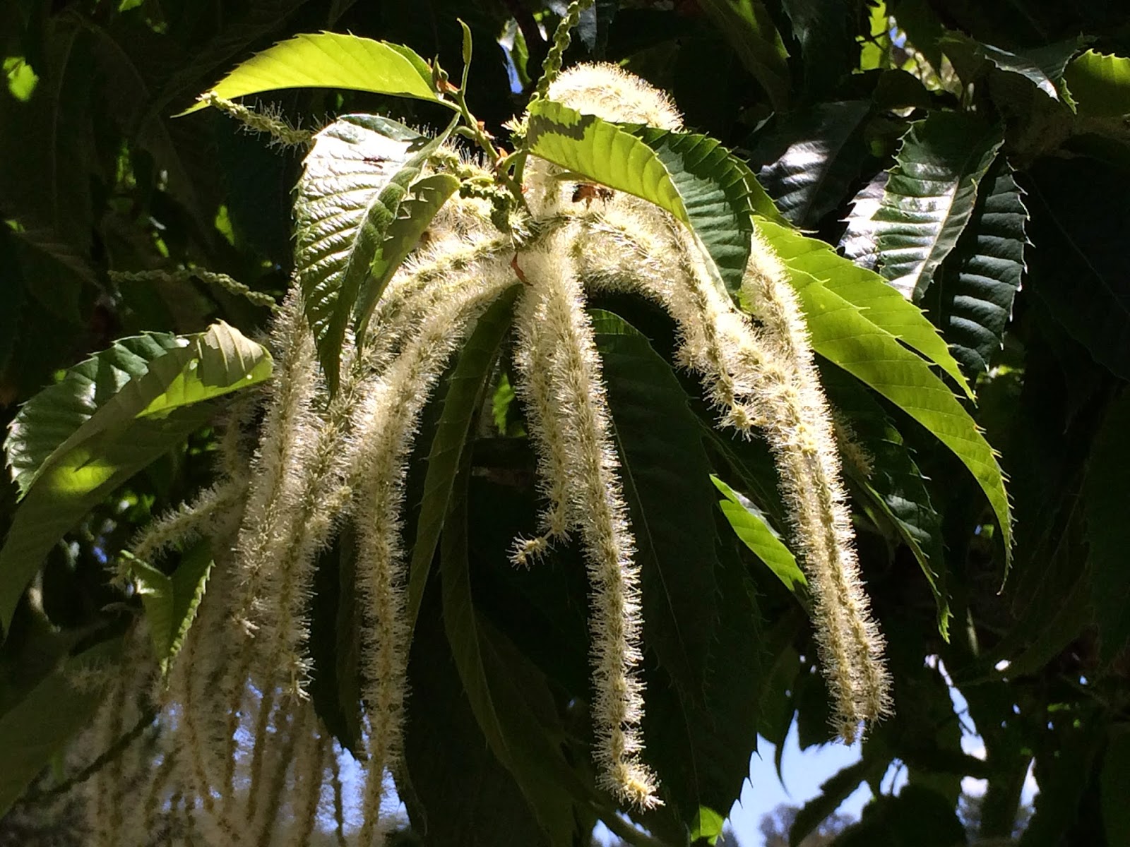 Trees of Santa Cruz County: Castanea sativa - European Chestnut