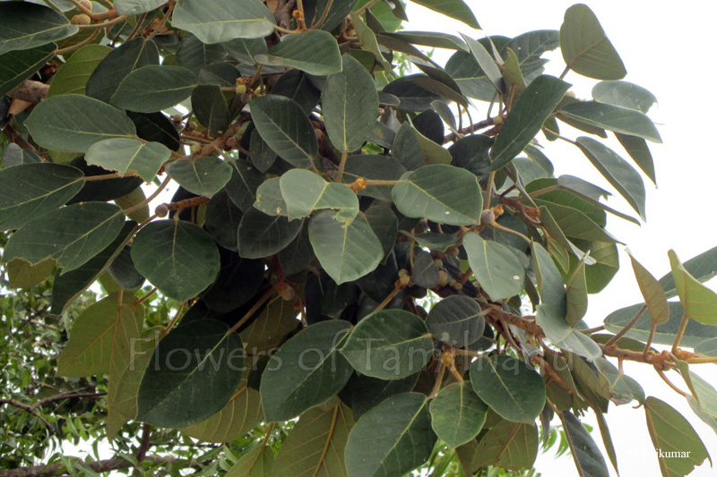 Ficus benghalensis - Banyan - Flowers of Tamilnadu