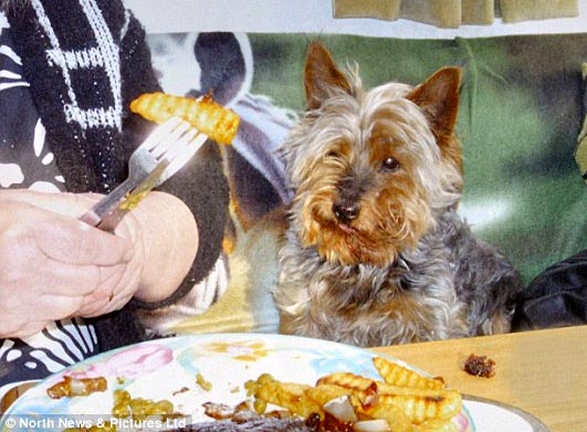 Four legged friends (and enemies): UK's oldest dog is mauled to death ...