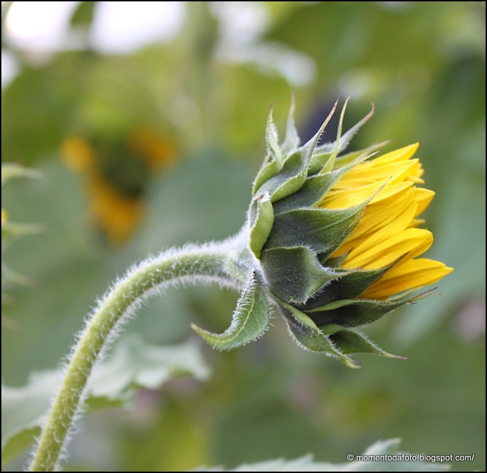 Momento da Foto : Girassol, a flor do Sol
