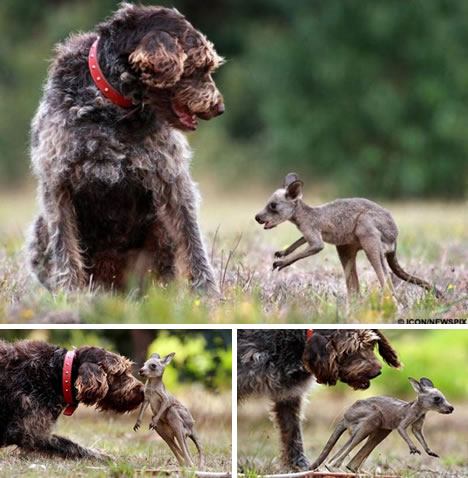 Animals I Admire: Dog with kangaroo friend