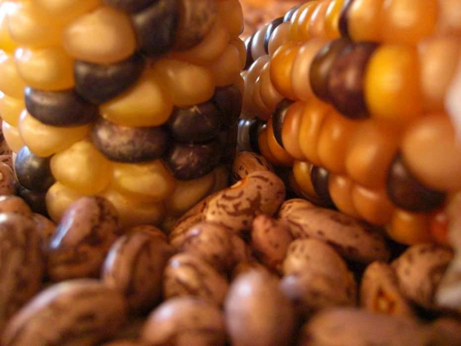 Mente clara, corazón tierno: Maíz y frijol. Millo e feixón.