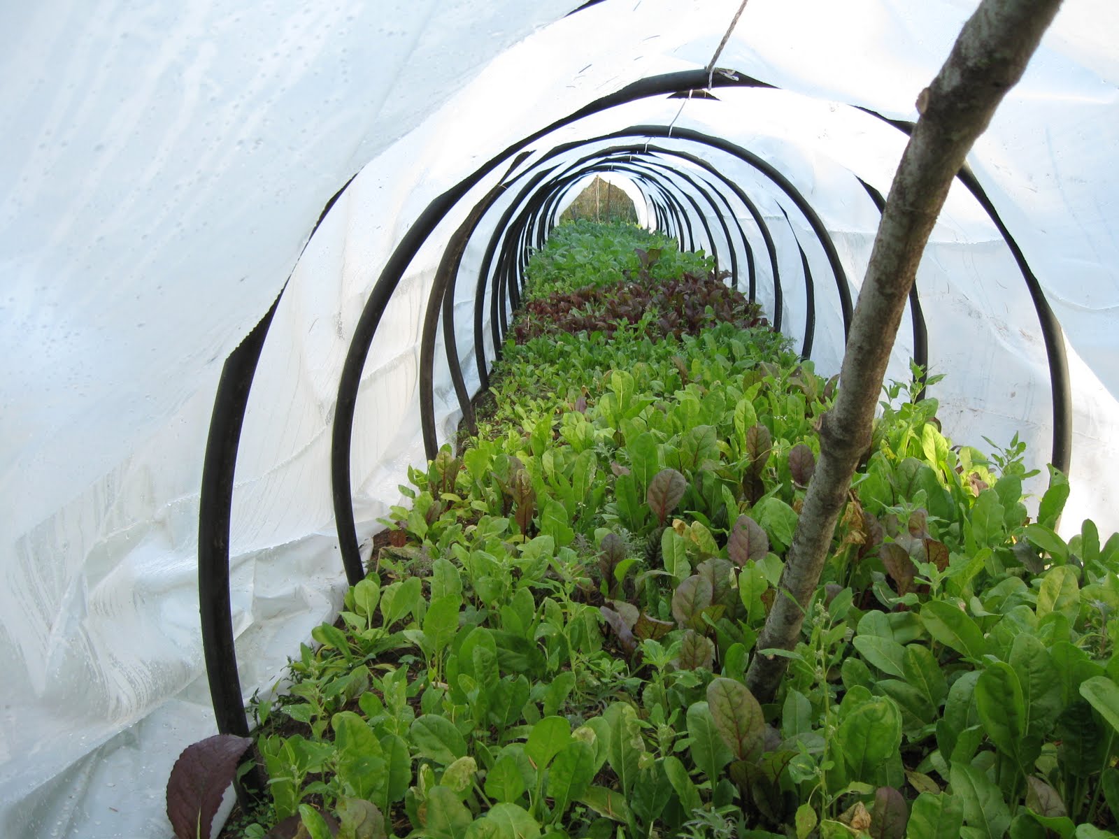 Our Subsistence Pattern