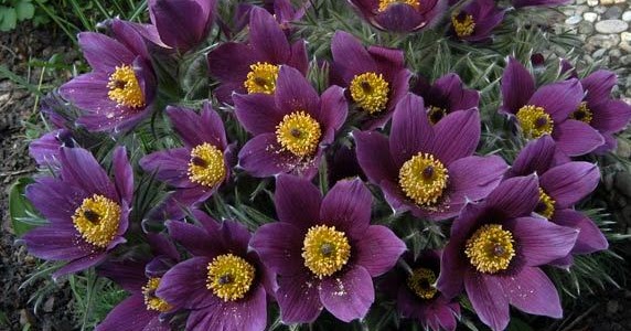 Learning-Living [learning-living.com]: HEALING BY HOMEOPATHY ...