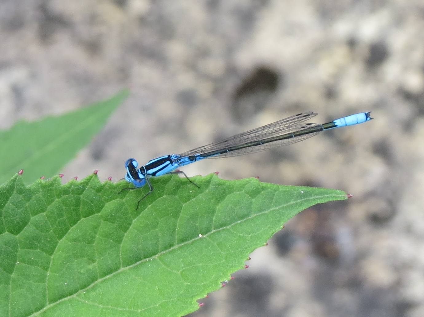 Blue Jay Barrens: Water Garden Predators