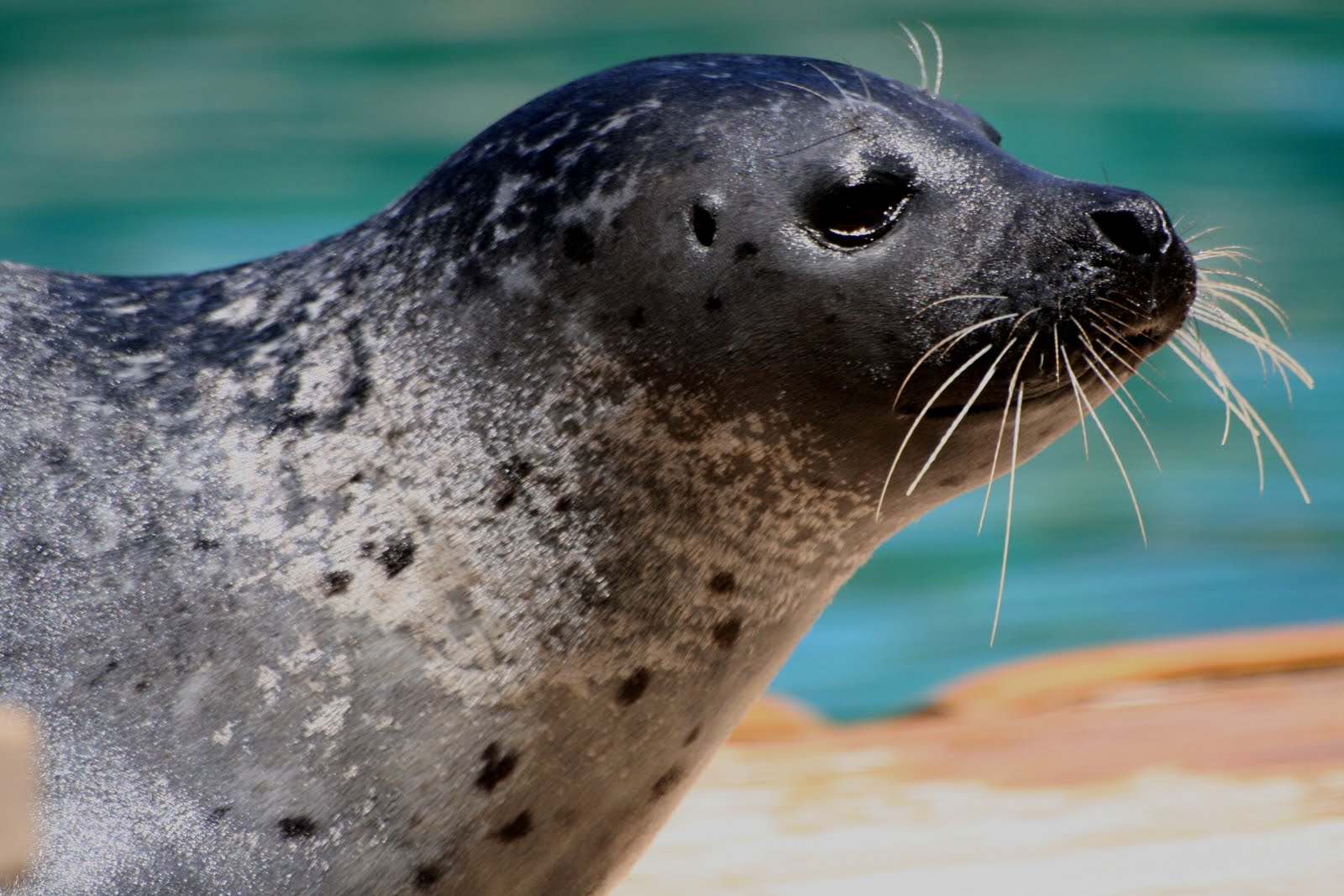 EnLente: agosto 2011