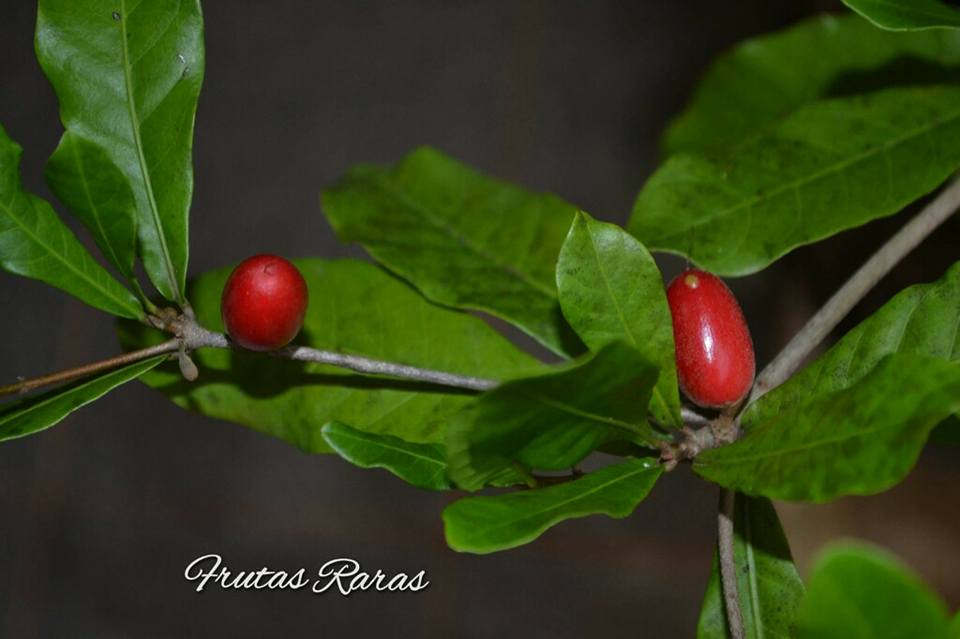 Synsepalum dulcificum - Fruta-do-milagre, Fruta-milagrosa; Miracle ...