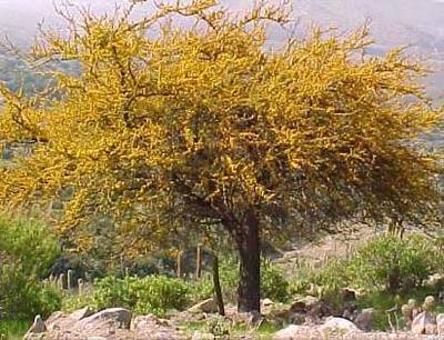 Argentina nativa: Espinillo (Vachellia caven)