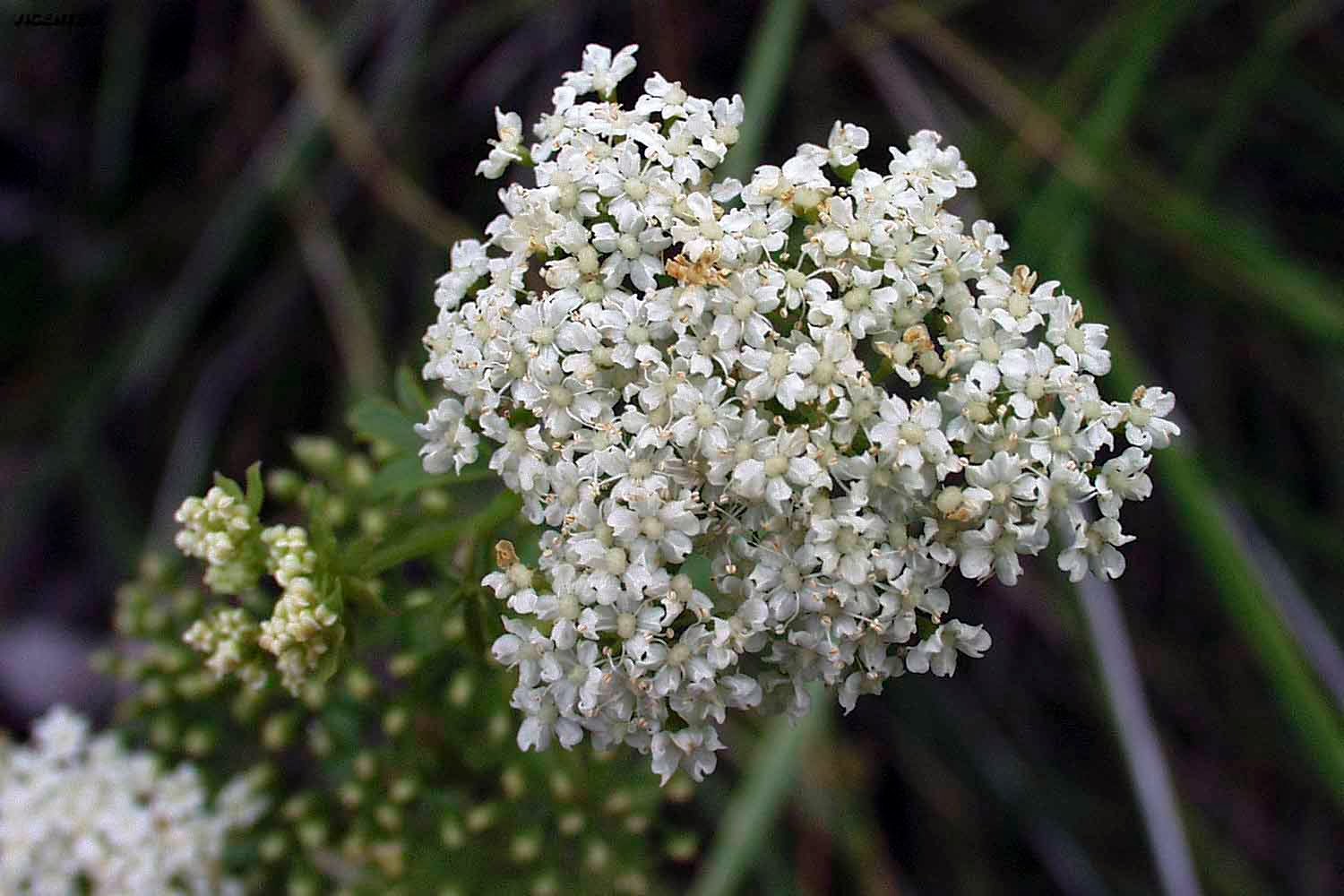 Las flores silvestres de Hormaza: Berula erecta