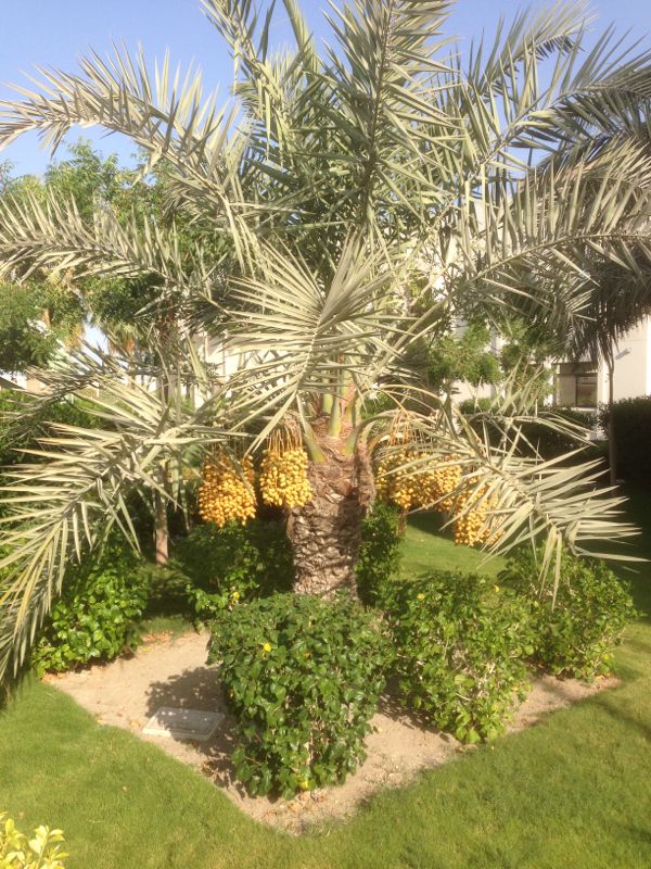 Samar Al Ansari (1988-2006): Samar's Palm Tree