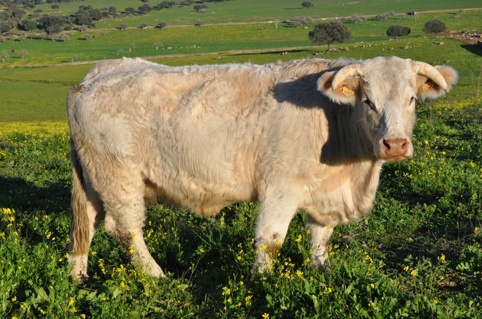 Charolés TRIGO GARCÍA: DAUHINE, FR8552394754 hija de SESAME ...
