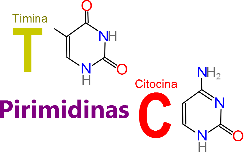 Ciencias de Joseleg: Las bases nitrogenadas en el ADN