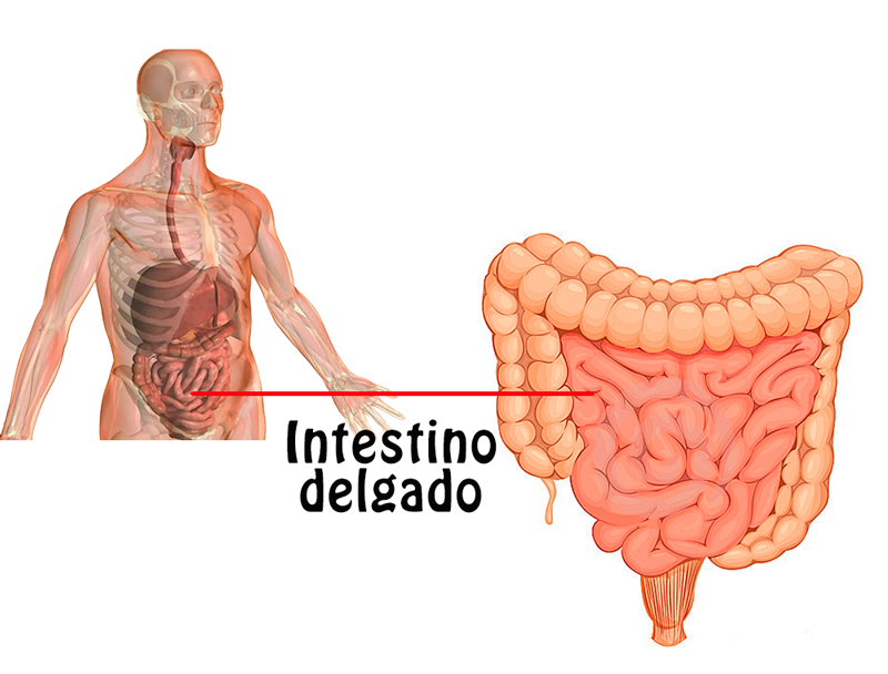 ABDOMEN Y PELVIS : Anatomía Del Intestino Delgado y Del Intestino Grueso ABDOMEN Y PELVIS : Anatomía Del Intestino Delgado y Del Intestino Grueso