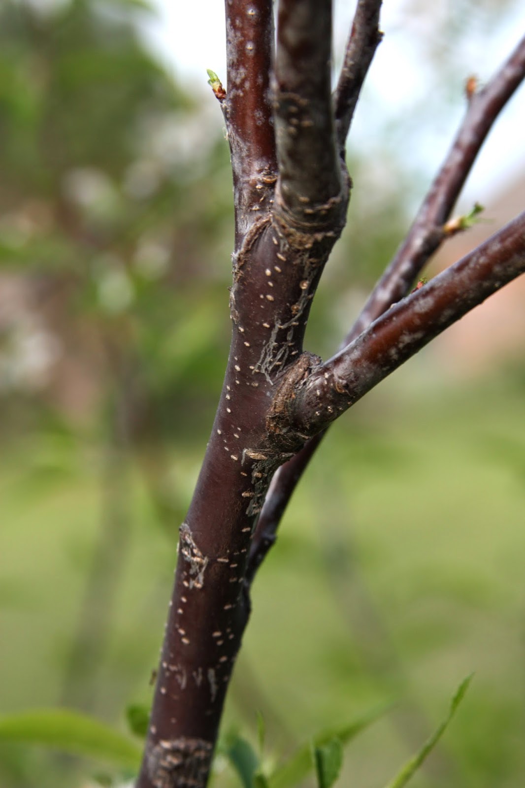 Wild Plum - Prunus angustifolia, Purnus Americana, Wild Plum - Spring ...