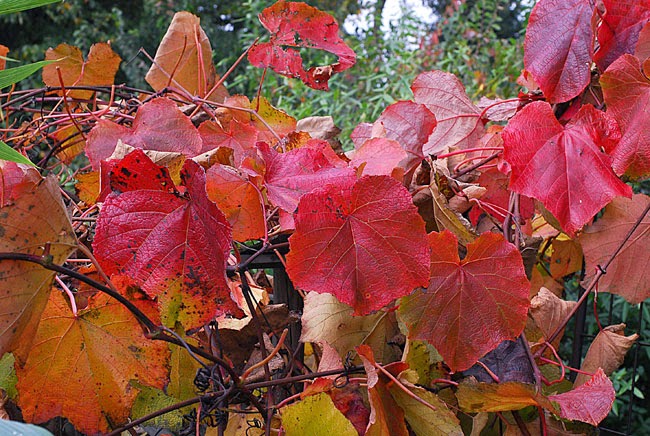 Trees Planet: Vitis coignetiae - Crimson Glory Vine