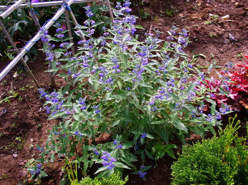 Ogrodowo.eu: Barbula klandońska - lawendowe zapachy