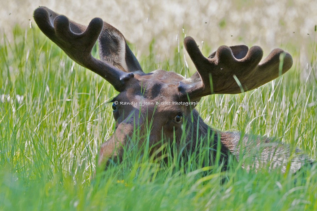 Jean Bjerke's Photo Blog: Moose at Big Springs, Headwaters of Henry's Fork