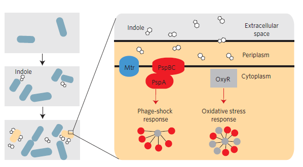 Of Bacteria and Men: Indole teaches persistence to bacteria